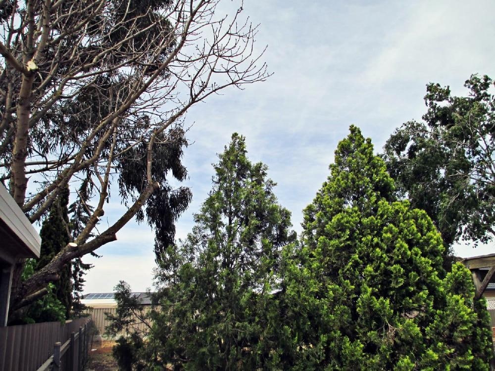 Gallery - Northern Tree Services